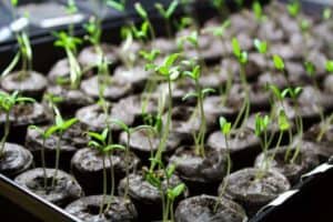 Root Rot in Hydroponics: How to Detect and Treat [2022 Updated] - The ...