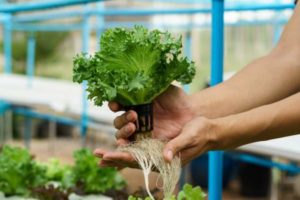 DIY DWC (Deep Water Culture) System | How To Easily Build It