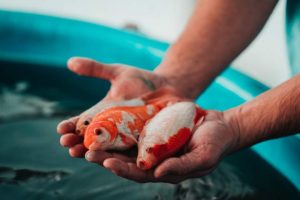 Aquaponics Biofilter: What is It and Why You Need One - The Hydroponics ...