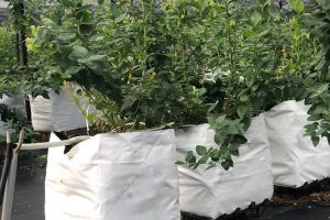 Hydroponic Blueberries: Can You Grow Them Hydroponically?
