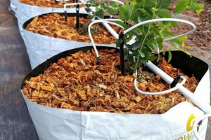 Hydroponic Blueberries: Can You Grow Them Hydroponically?