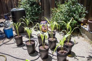 Hydroponic Corn: Complete Guide to Growing it Hydroponically
