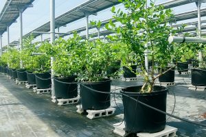 Dutch Bucket System: What Is It and How To Get Started - The ...