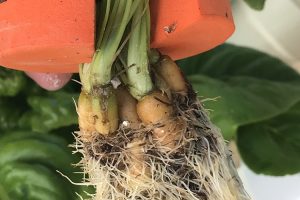 Hydroponic Carrots: Can you Grow Them Hydroponically?