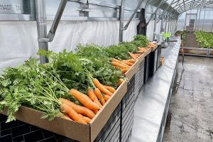 Hydroponic Carrots: Can you Grow Them Hydroponically?