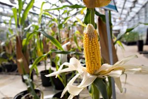 Hydroponic Corn: Complete Guide to Growing it Hydroponically