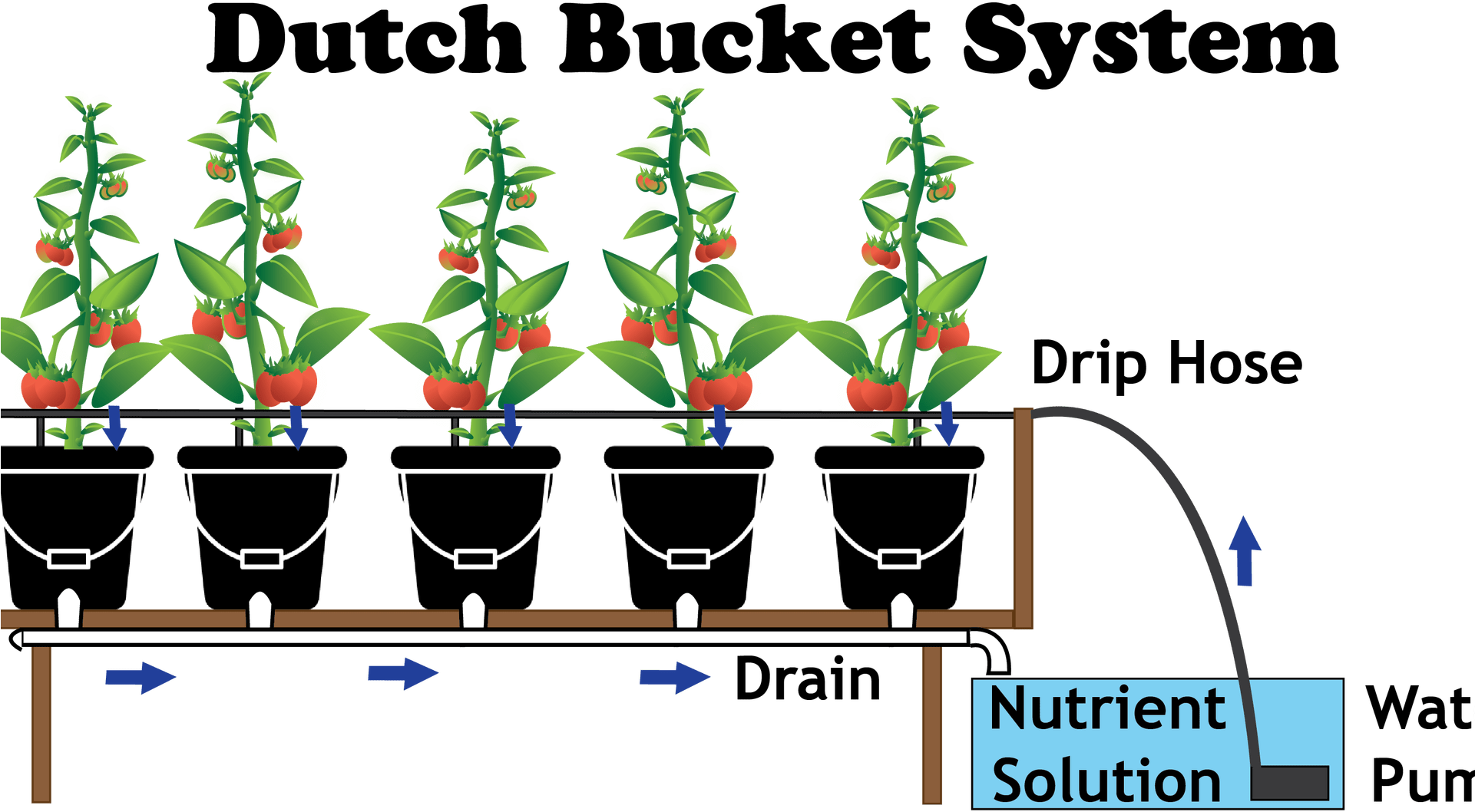 Dutch Bucket System: What Is It and How To Get Started - The ...