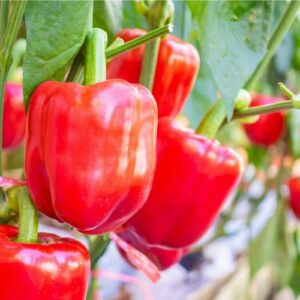 Hydroponic Corn: Complete Guide to Growing it Hydroponically