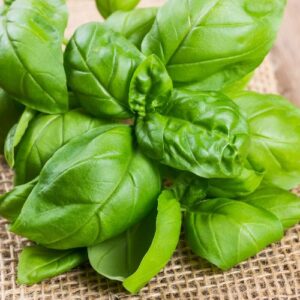 Hydroponic Corn: Complete Guide to Growing it Hydroponically